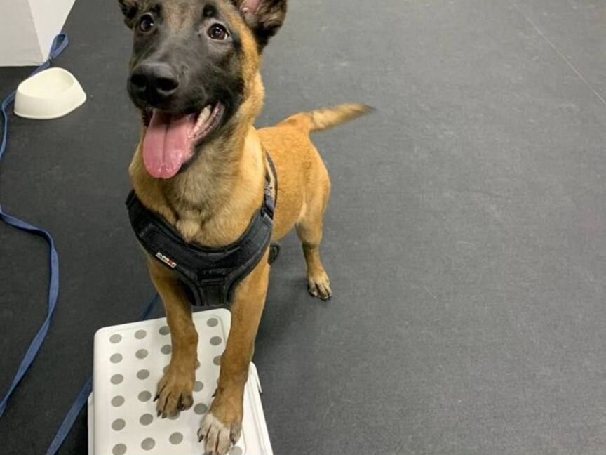 Малинуа (бельгийская овчарка)