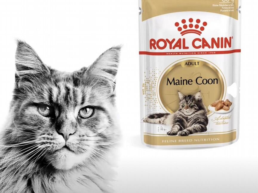 Влажный корм для кошек royal canin maine coon