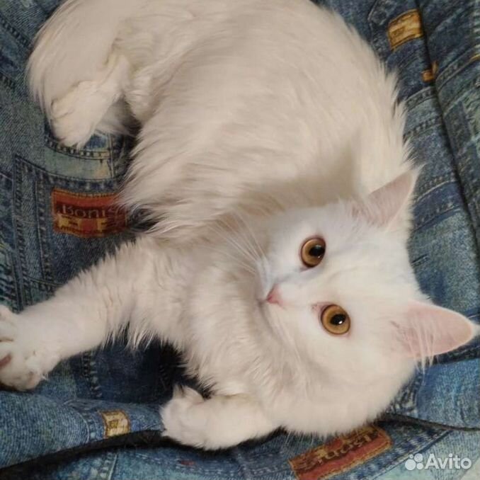 Котик Бельчик