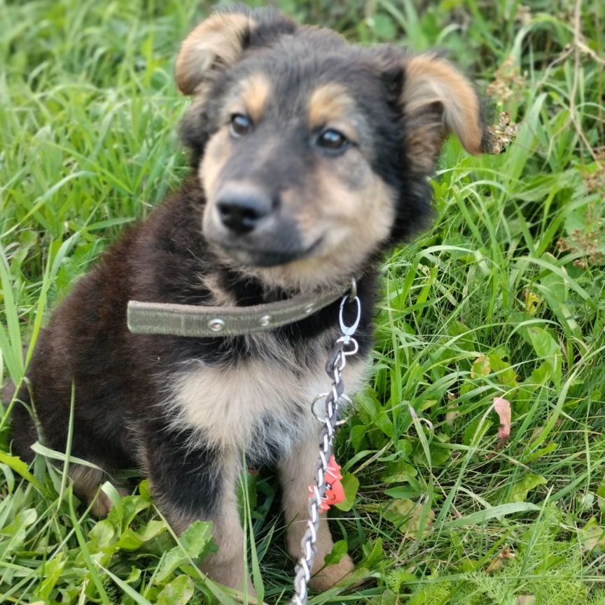 Восточно-европейская овчарка