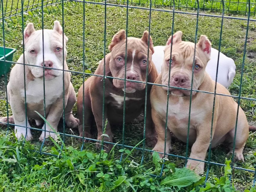 Американский булли покет