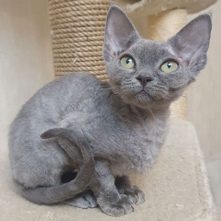 Девон-рекс котёнок