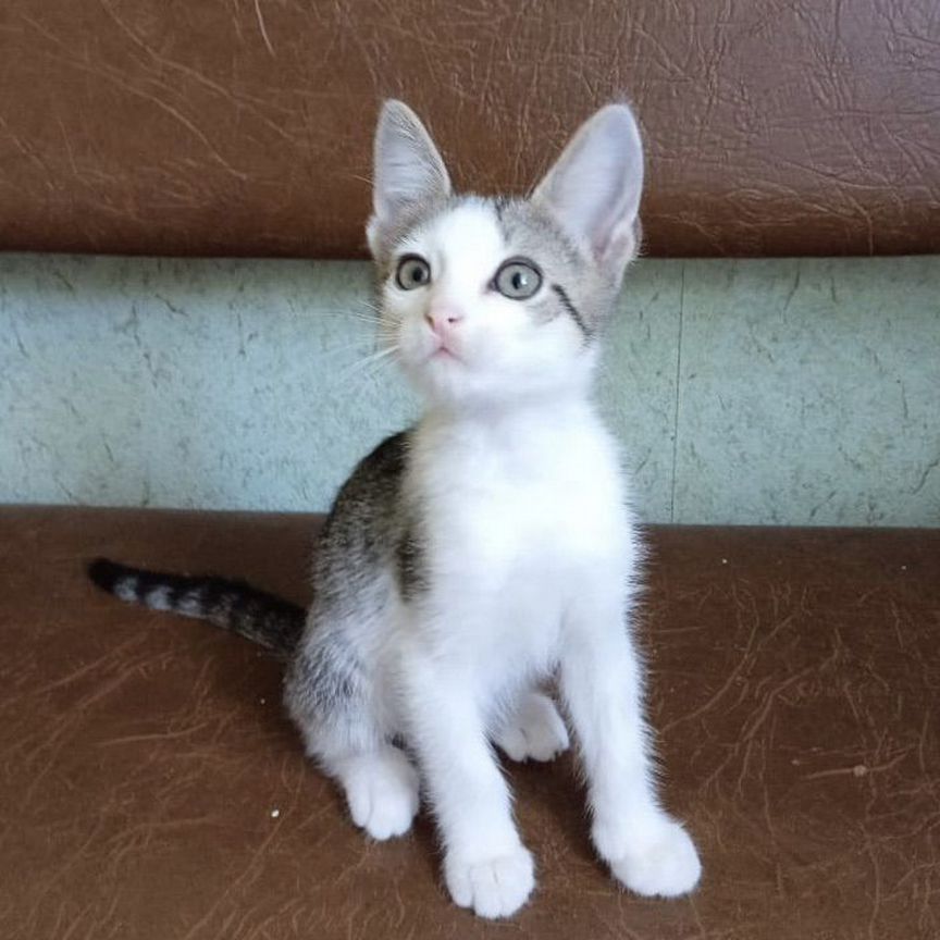 Чудо-чудное в дар