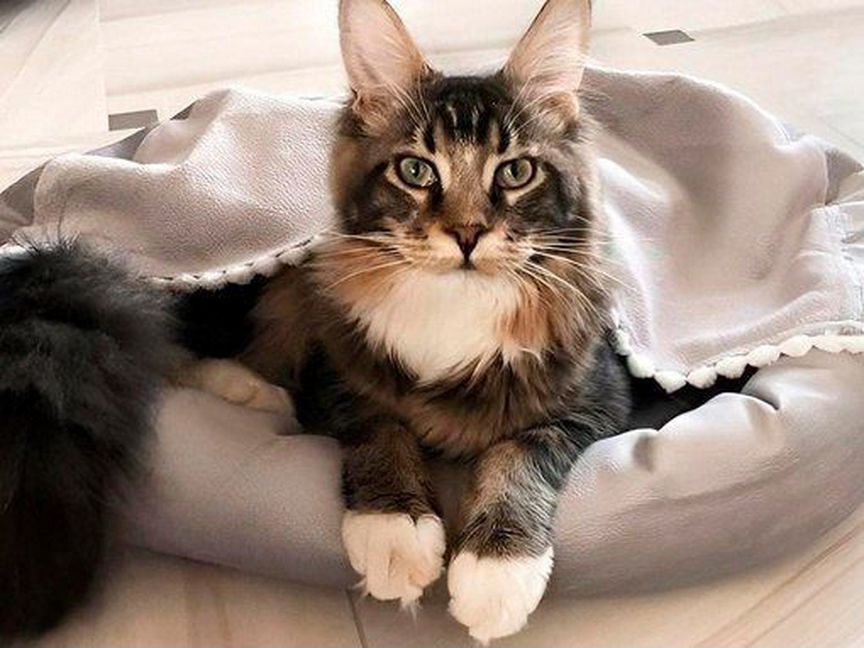 Лежанка норка для кошек и собак