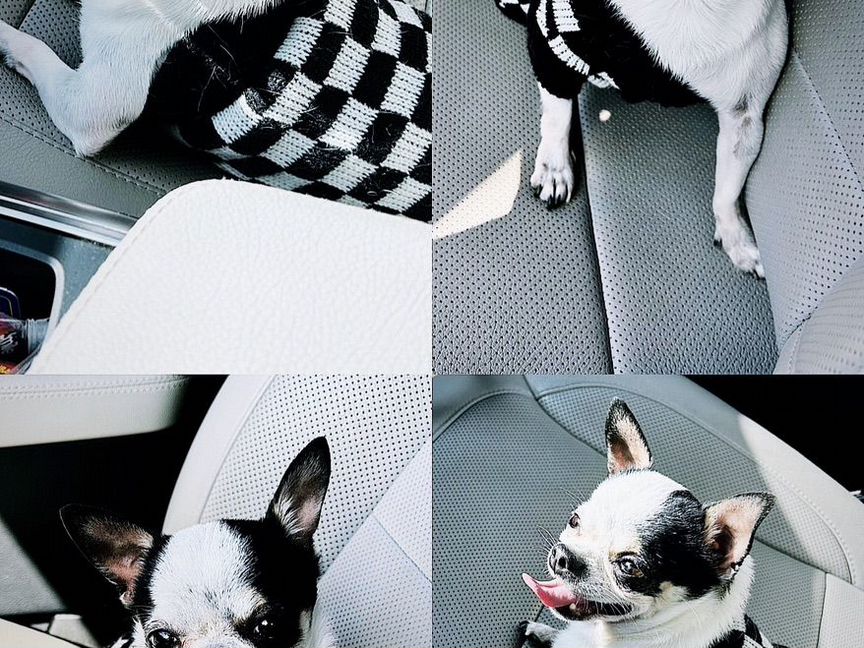 Вязка чихуахуа кабель