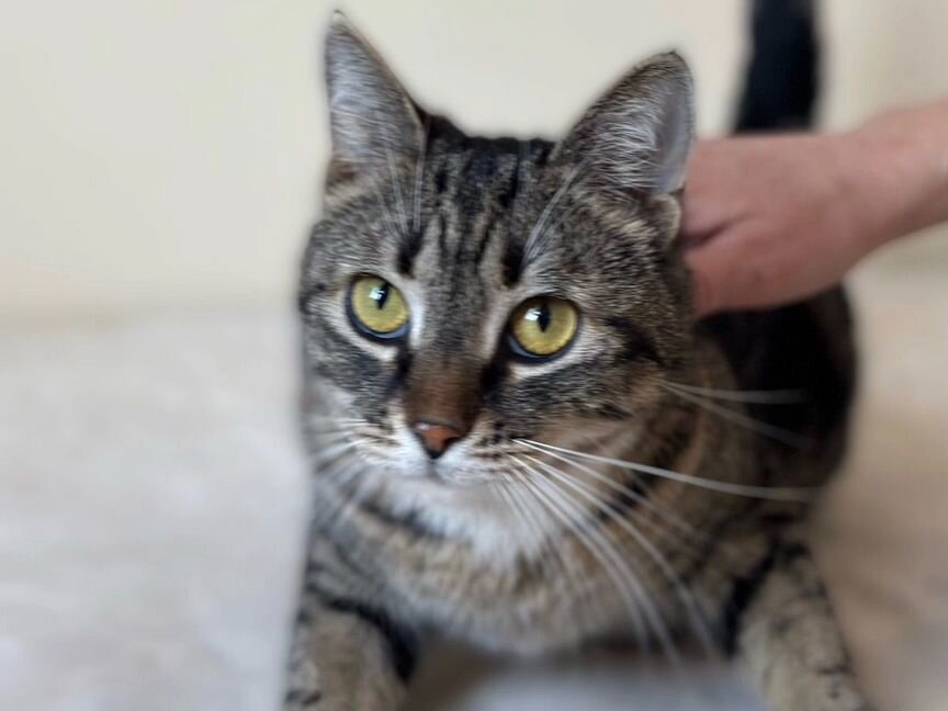 Кошечка бенгал