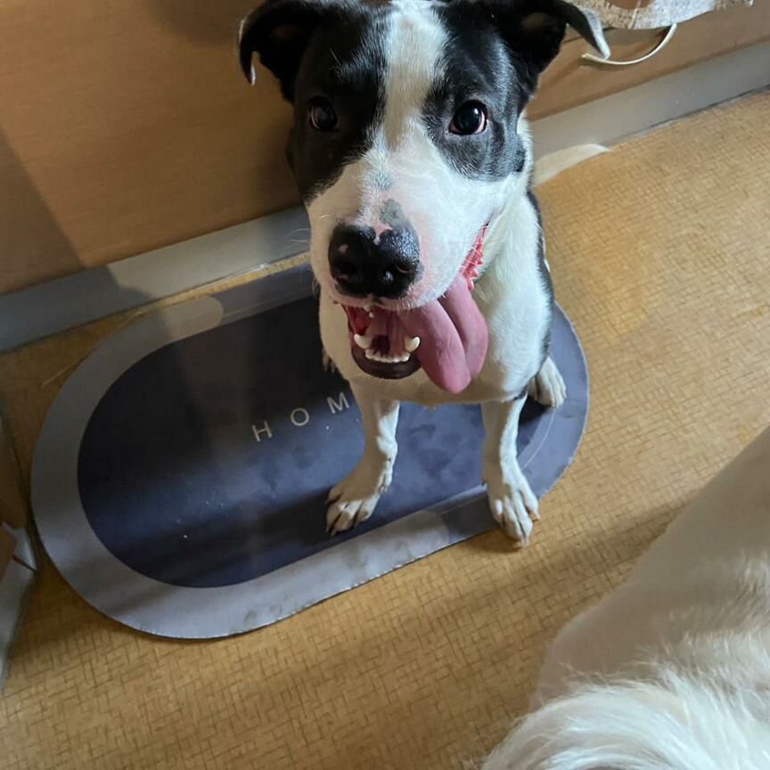 Стафоршидский терьер