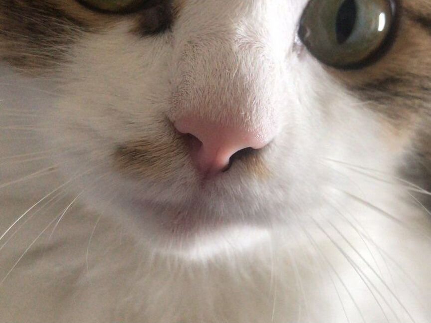 Кошка инвалидик в хорошие руки