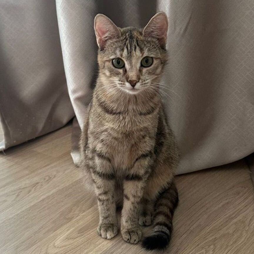 Котенок по имени Кошка ищет дом