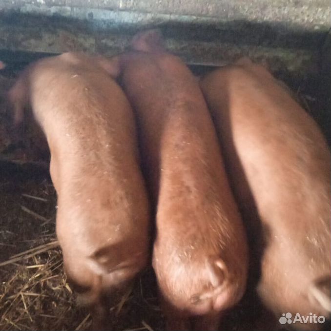 Поросята дюрок