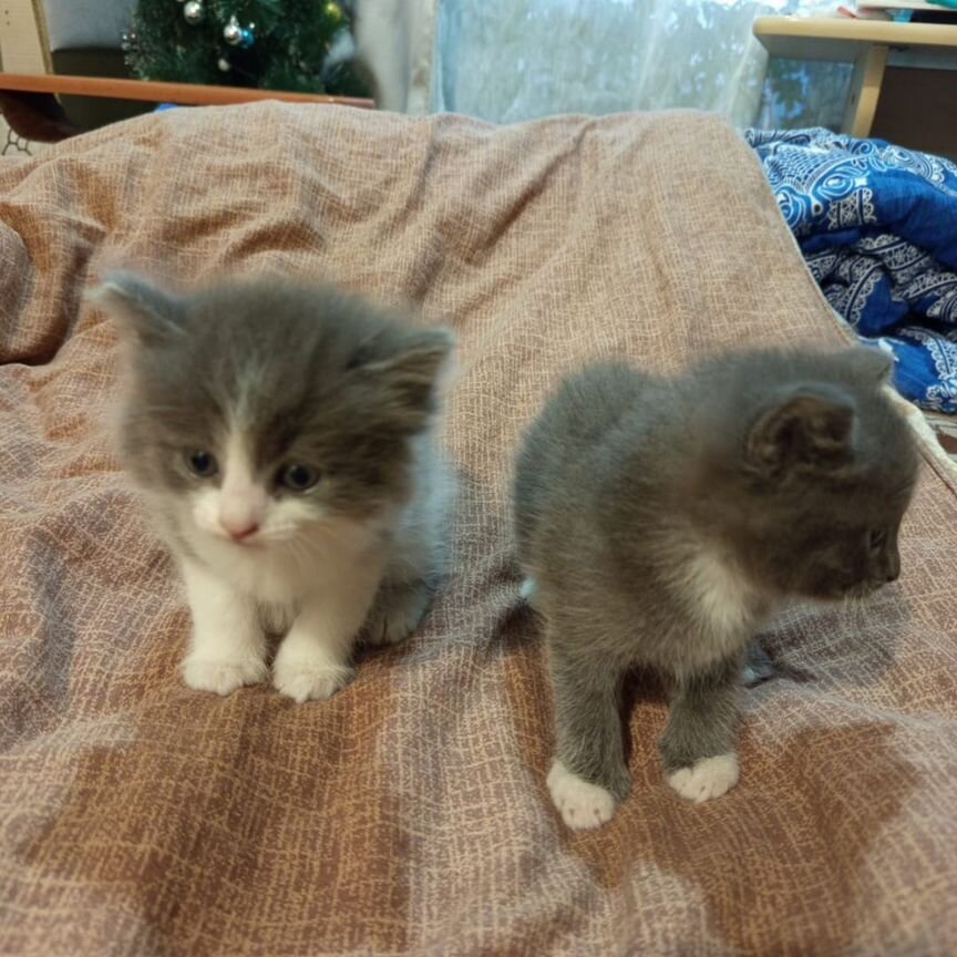 Котята