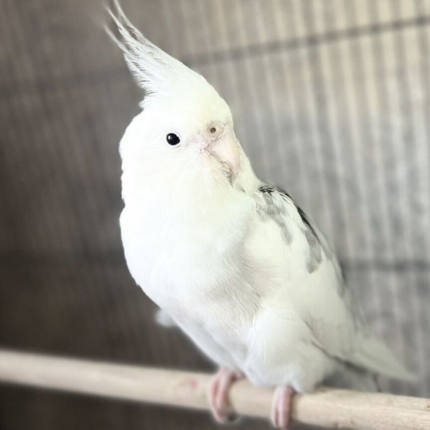 Попугай корелла бесщекий самец