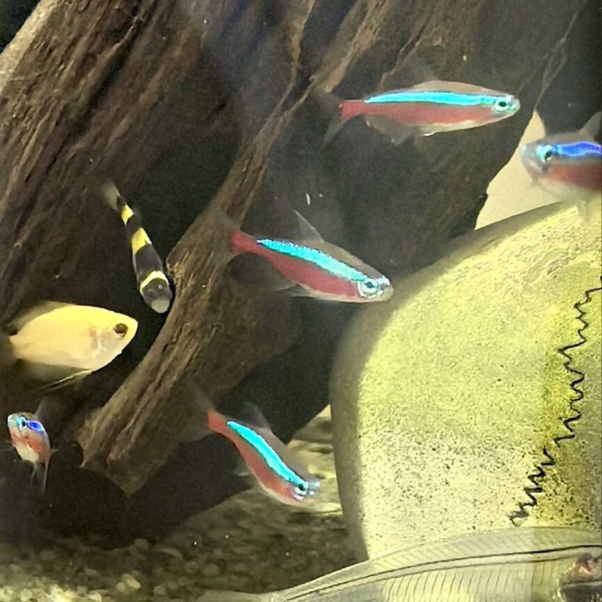 Рыба бычок пчёлка