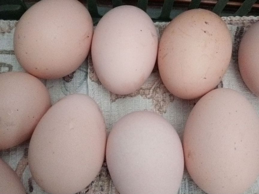 Принимаем заказ на Инкубационное яйцо брама