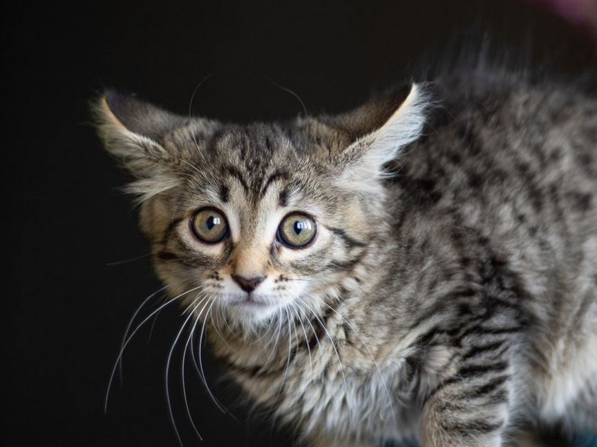 Котенок в добрые руки