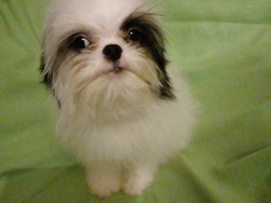 Мальтипу микс мальчик 5 месяцев