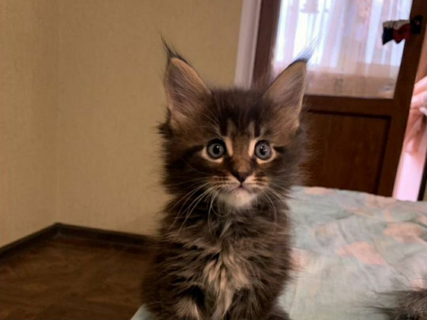 Мейн-кун парни и девчата