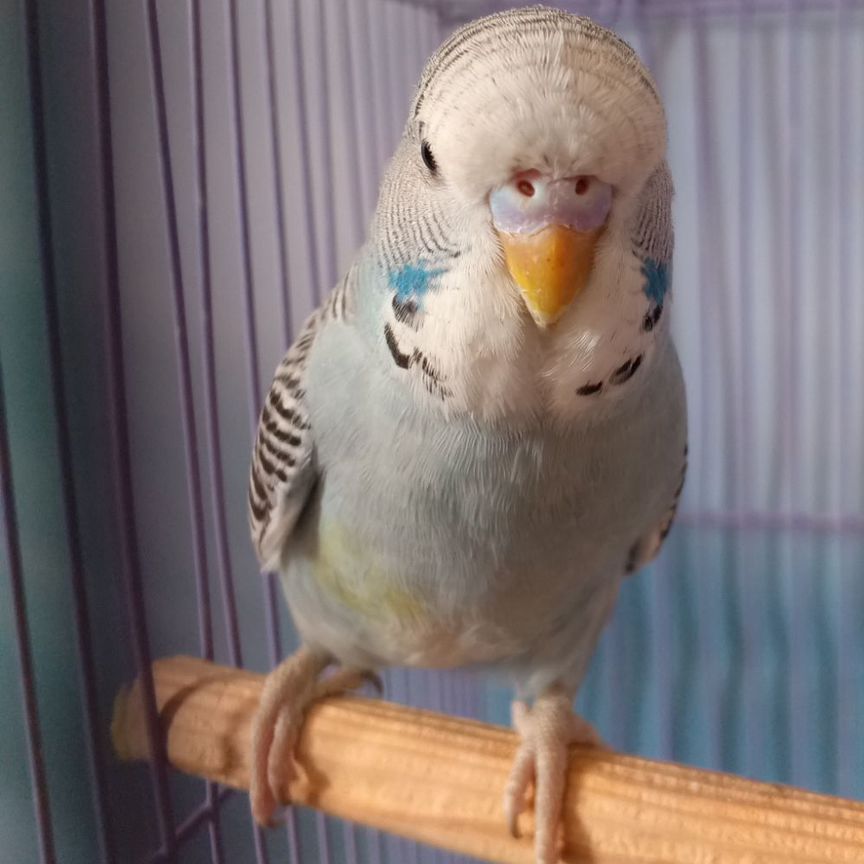 Птенец волнистого попугая