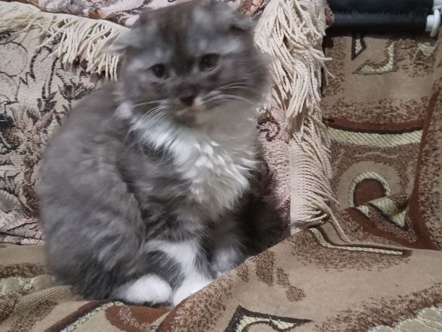 Котята Веслоухие британцы