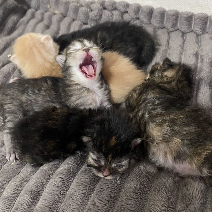 Котята мейн-кун