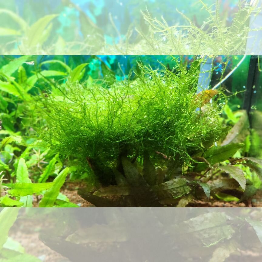 Мох яванский