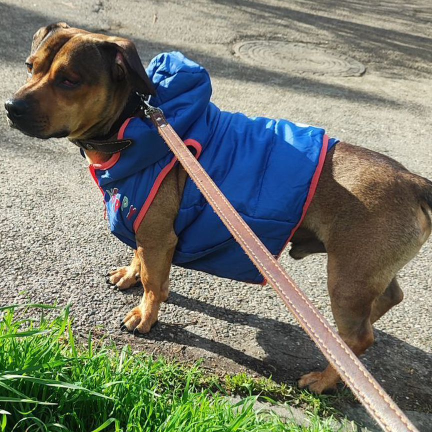 Такса, взрослый пёс