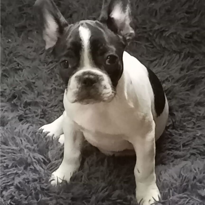 Французские бульдожки