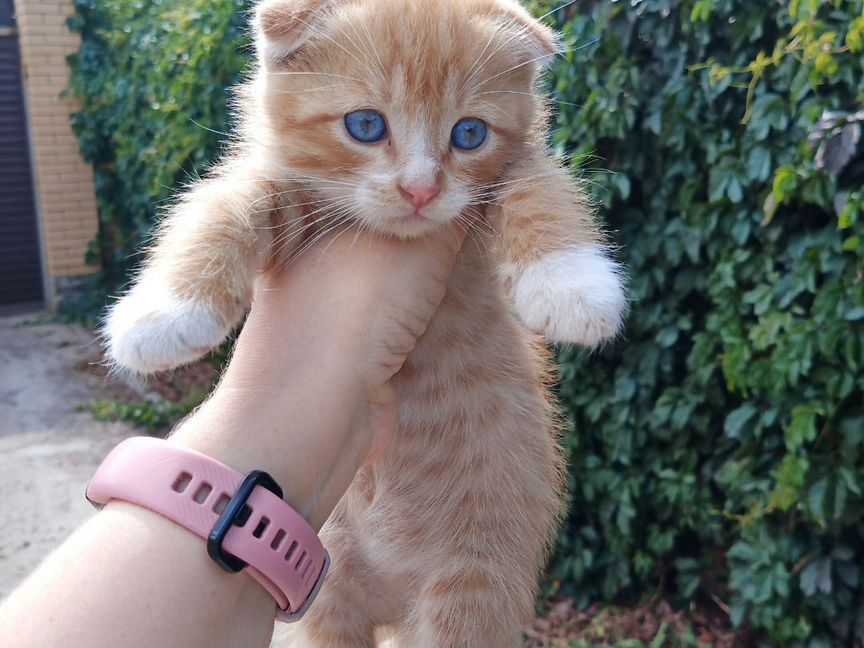 Кошки в добрые руки бесплатно