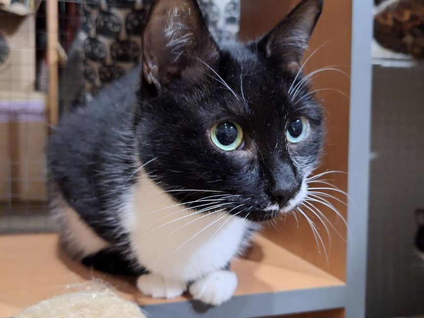 Чёрная Кошка Глаша вас замурчит и заласкает )