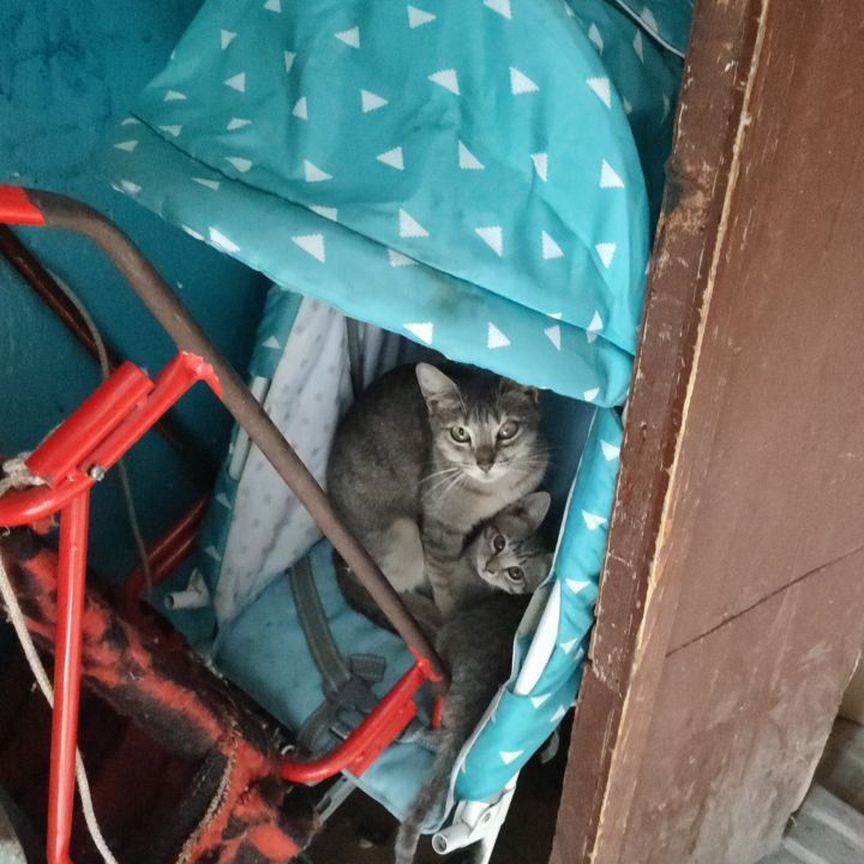 Умные котята в добрые руки
