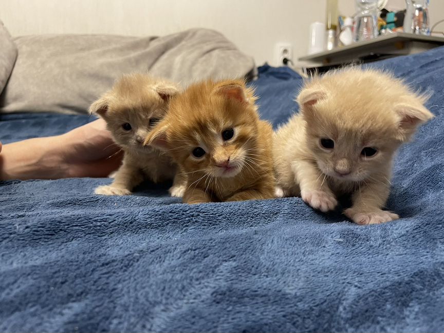 Котята мейн-кун