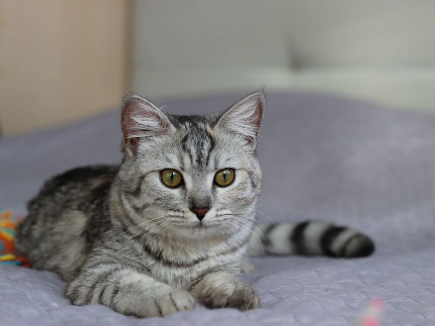 Кошка окраса вискас