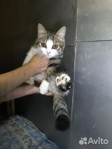 Красивая кошечка Милка