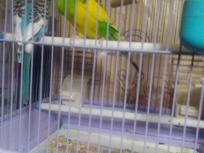 Волнистый попугай с клеткой