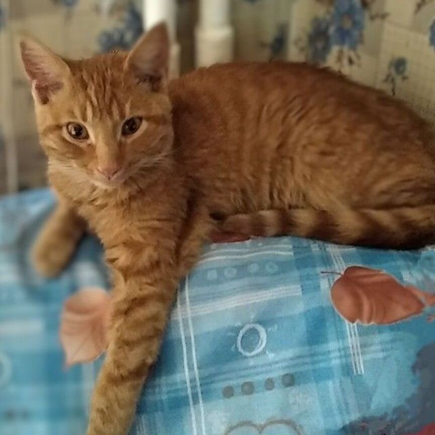 Котенок Апельсин в добрые ручки