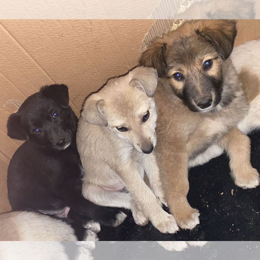 Замерзают щенки