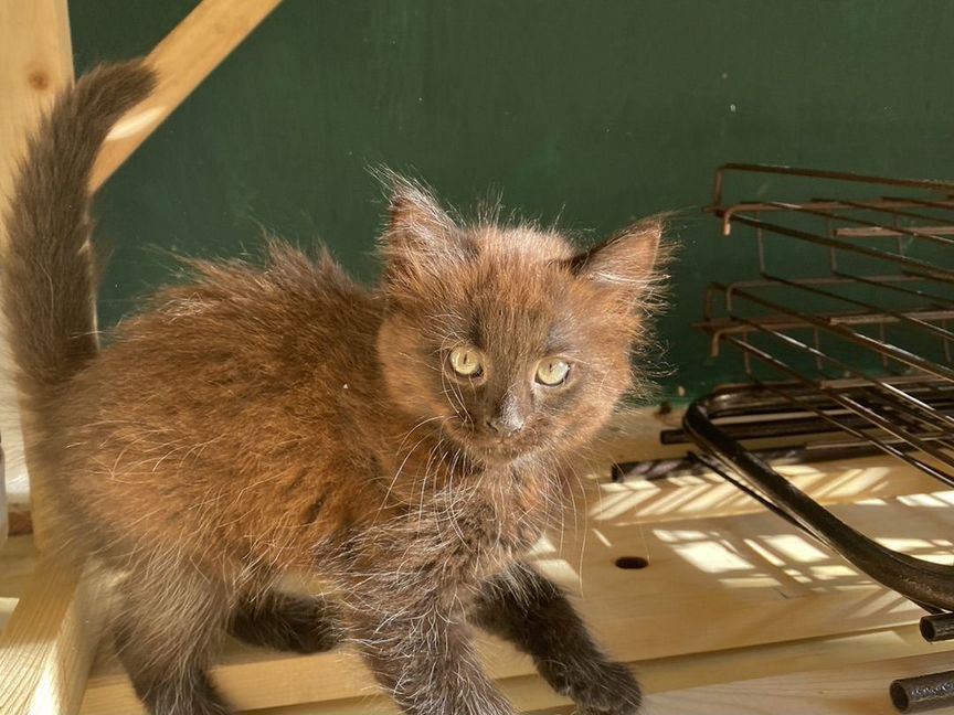 Котята кошечки