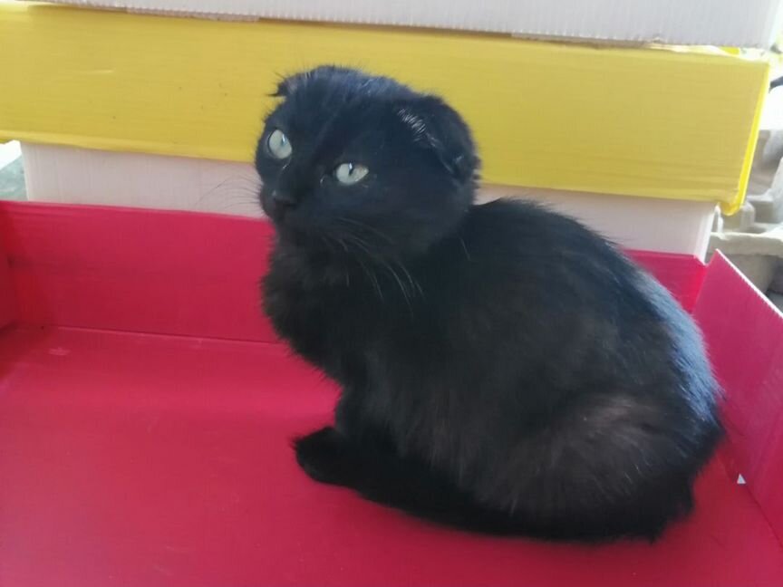 Шотландская кошка