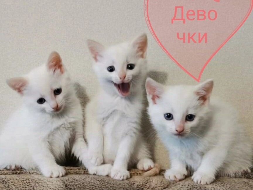 Котята в добрые руки