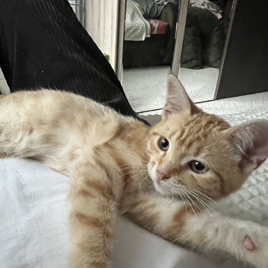 Кошка 3-4 месяца в добрые руки