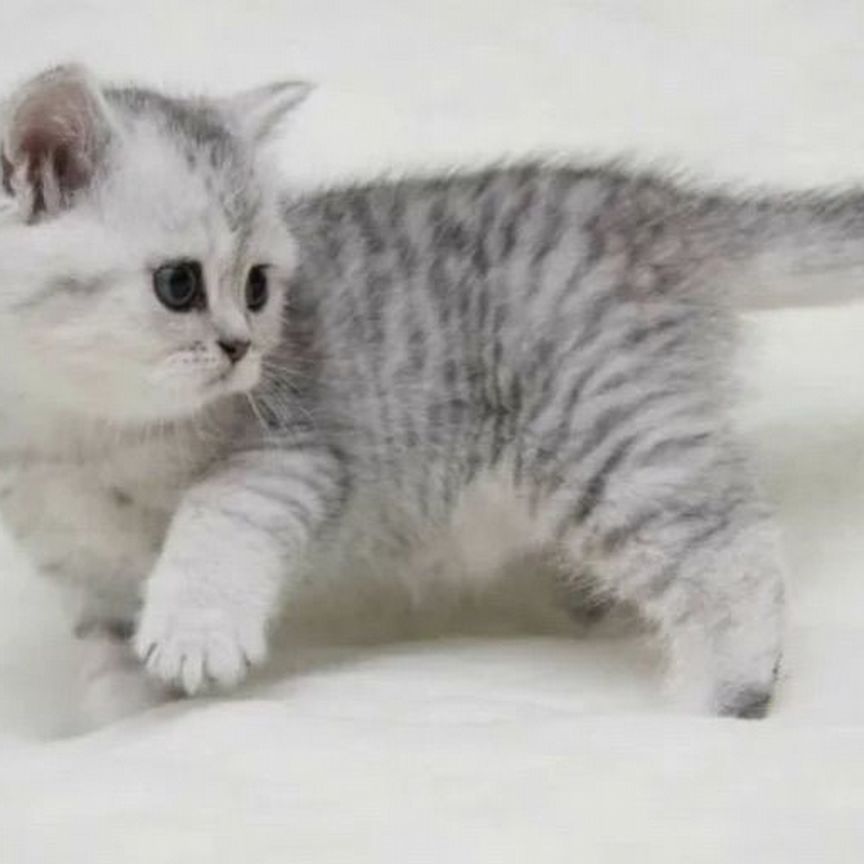 Британские котята