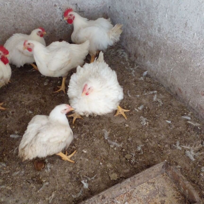 Куры бройлеры живым весом