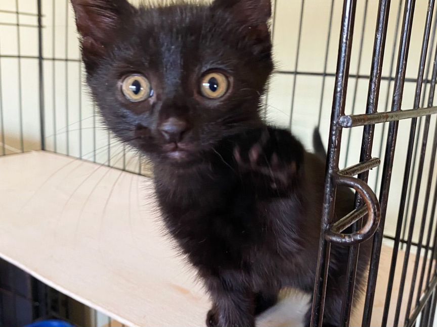 Ласковый мальчик чёрный котёнок 2 мес