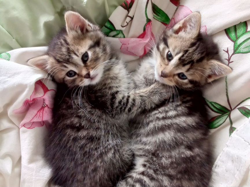 Котята ищут дом