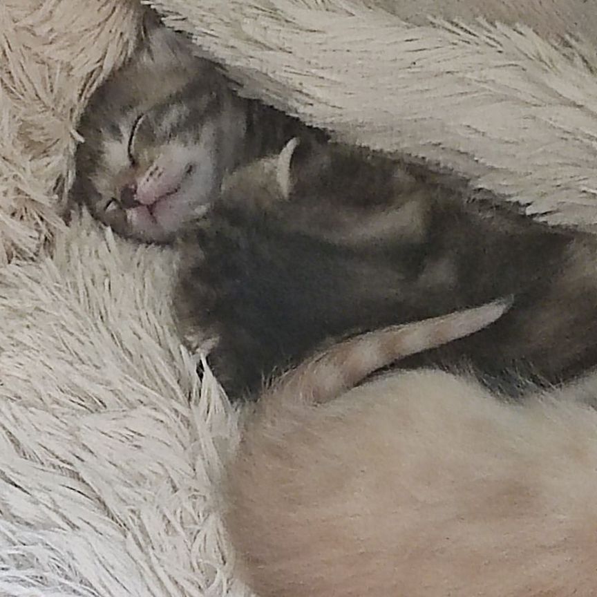 Отдам двух котят (девочки)