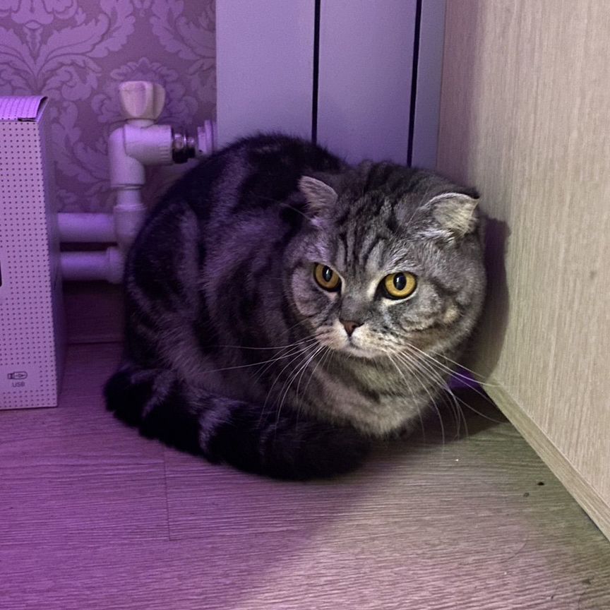 Шотландская вислоухая