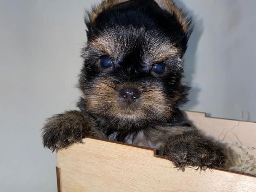 Цветная кукольная йорочка