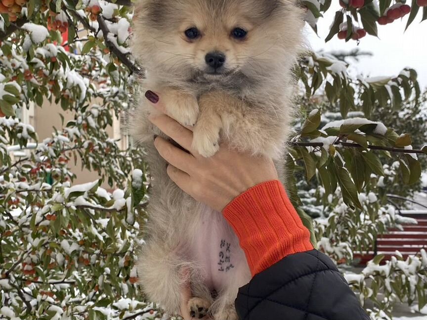 Померанский шпиц девочка