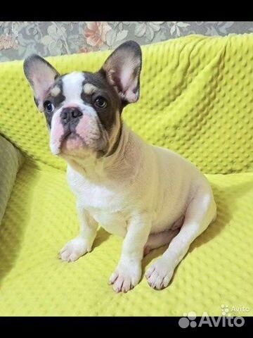 Продаю французика