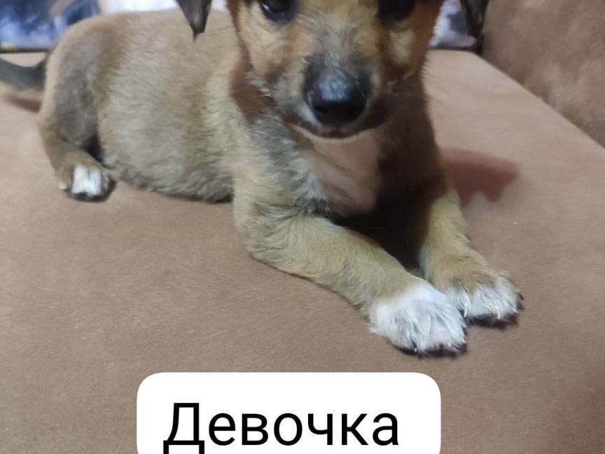 Щенок в добрые руки